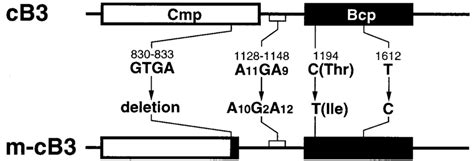 Schematic Diagram Of Chimeric And Mutant Bmv Rnas 3 Cb3 Originally
