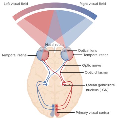Visual Field Diagram