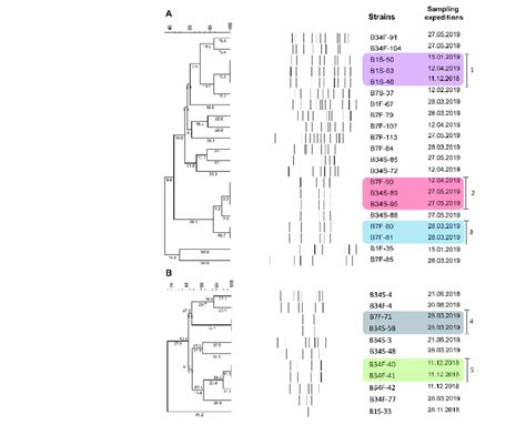 Box Pcr Results Cluster Analysis Of Banding Patterns Of V Harveyi A