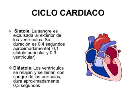 Cuadros Comparativos Entre Sístole Y Diástole Cuadro Comparativo