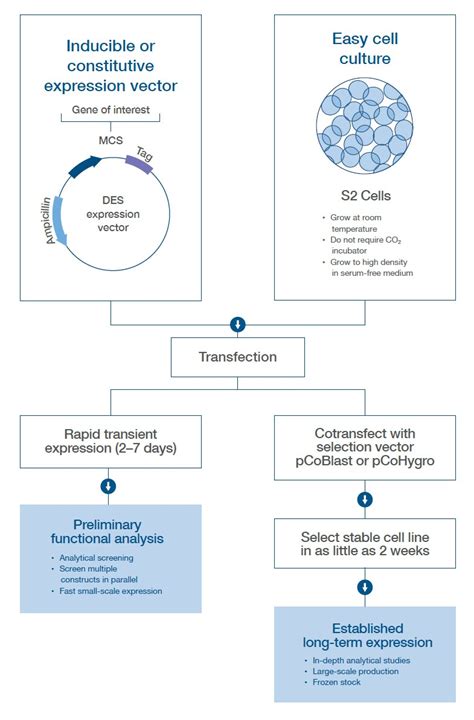 Insect Cell Based Protein Expression — Protein Expression Handbook