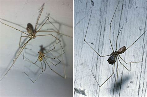 huge invasion of 200 billion 4 inch daddy long legs coming to uk homes