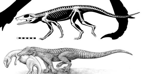 Species New To Science [paleontology • 2019] Tarsomordeo Winkleri