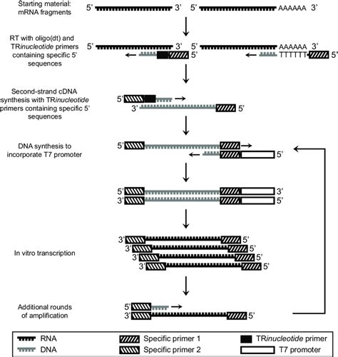 Schematic Flow Chart Of The Amplification Procedure Reverse