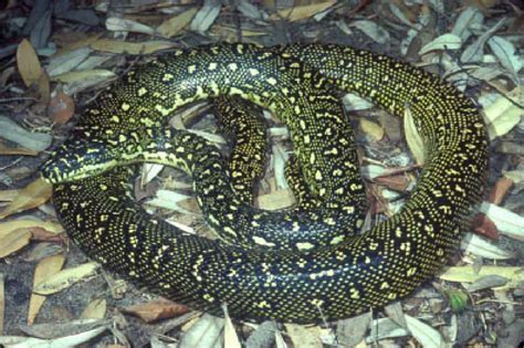 dna fingerprinting for the conservation and management of australian