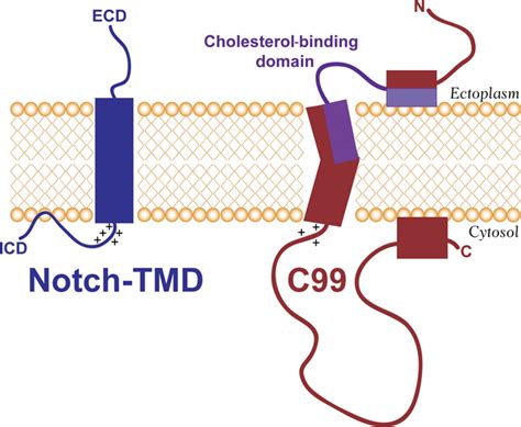 Structural And Biochemical Differences Between The Notch And The