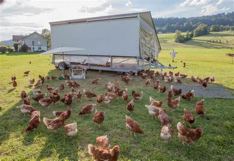 27 Best Chicken Coop Ideas For Cute Country Living 2024 Own The Yard