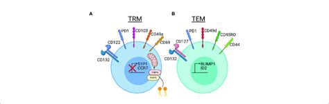 Comparing And Contrasting Tissue Resident Memory And Effector Memory