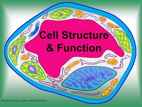 Ppt Cell Membrane Structure And Function Powerpoint P