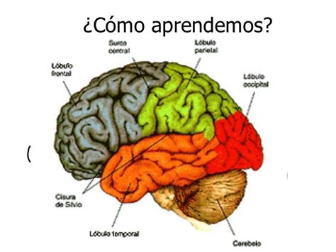 El Cerebro El Aprendizaje Y Sus Dimensiones