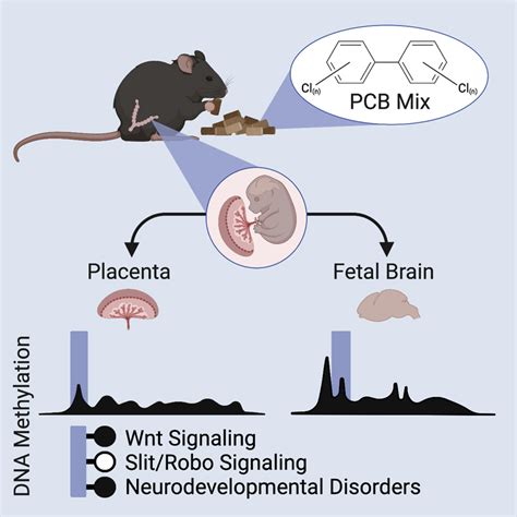 Placenta And Fetal Brain Share A Neurodevelopmental Disorder Dna