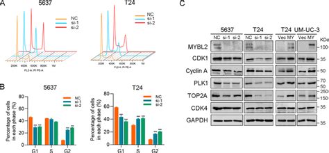 Mybl2 Depletion Triggers Cell Cycle Arrest In Blca A B The Cell Cycle