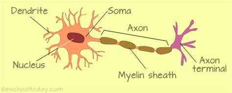 27 simple neuron diagram wiring database 2020