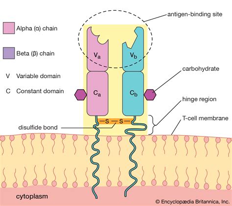 T Cell Receptor Tcr Structure Role And Tcr Cd3 Complex Online