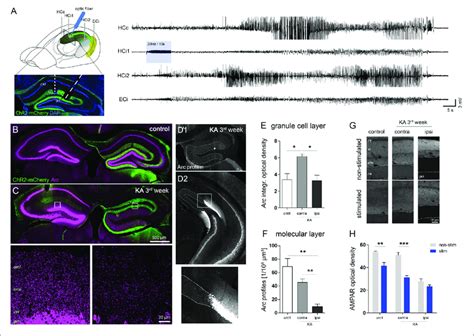 Region Specific Responses Of Dgcs To Optogenetically Induced
