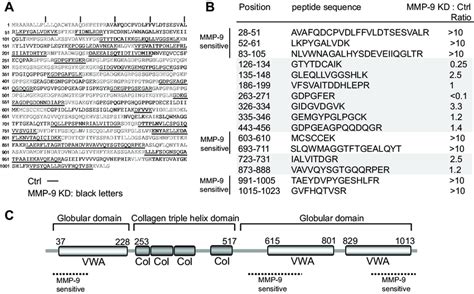 Cleavage Topology Of Collagen Vi By Mmp 9 A Collagen Vi Sequence