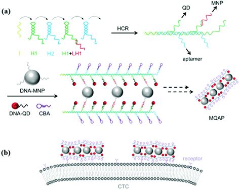 Dna Templated Quantum Dots And Their Applications In Biosensors