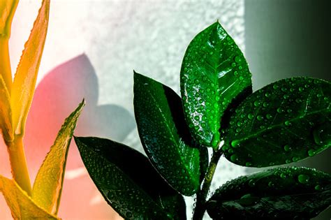 Tetesan Air Pada Daun Tanaman Hijau Merapatkan Zamioculcas Pohon Dolar