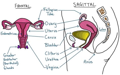 Reproductive System – Videos And Resources – Siebert Science