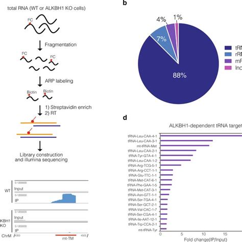 Transcriptome Wide Profiling Of Rna F⁵c Using Aldehyde Reactive Probe
