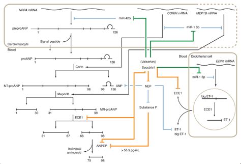 Schematic Representation Of The Effect Of Sacubitril Valsartan S V On
