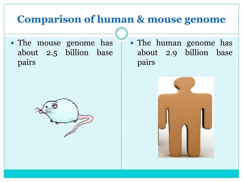Ppt Mouse Genome Project Bioinformatics 407 Powerpoint Presentation