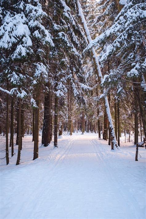 Winter In Spruce Forest Spruces Covered With White Fluffy Snow Stock