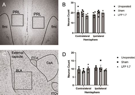 Quantification Of Neurons In The Medial Prefrontal Cortex Mpfc And