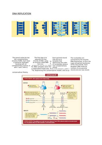 Dna Replication Teaching Resources