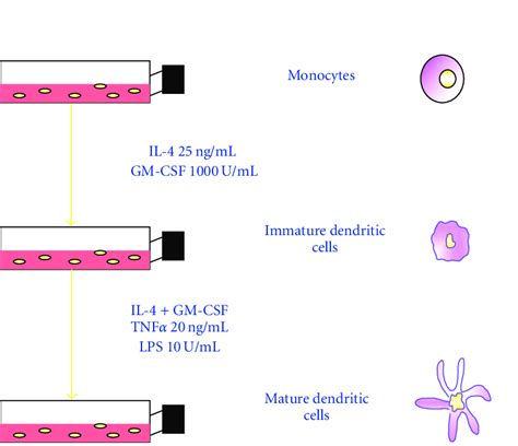 Protocol Of Dendritic Cell Generation Download Scientific Diagram