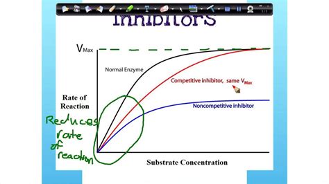 How To Graph Enzyme Activity