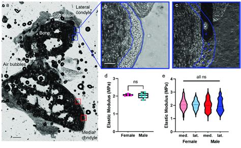 Sex Does Not Affect Elastic Modulus Of Adult Murine Articular