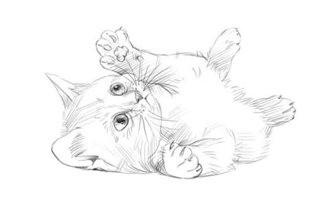 Как нарисовать кошку и кота карандашом поэтапно для начинающих рисунок