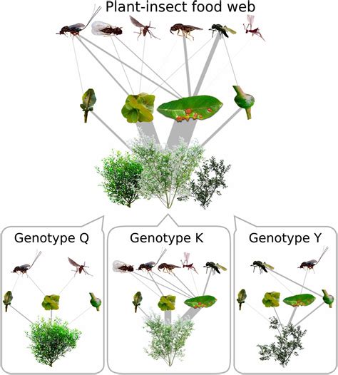 genetic specificity of a plant insect food web implications for
