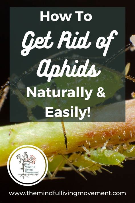 This Is Your Diy Aphid Control Method Get Rid Of Aphids On Houseplants