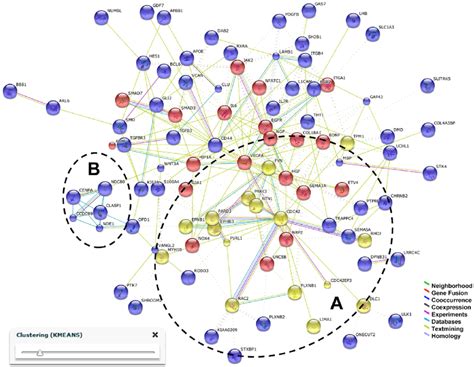 Predicted Protein Network Visualization With String The Network View