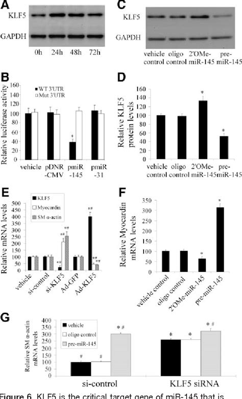 Figure 6 From Microrna 145 A Novel Smooth Muscle Cell Phenotypic