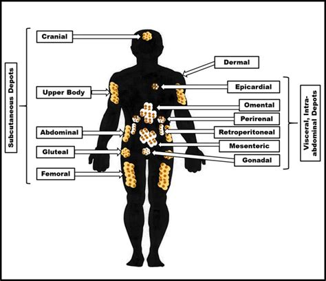 Adipose Tissue Physiology To Metabolic Dysfunction Endotext Ncbi