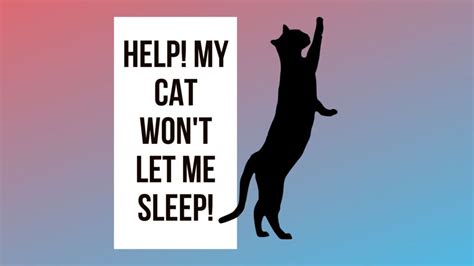 4 Reasons Why Your Cat Treats You Like A Plush Bed At Night Traveling