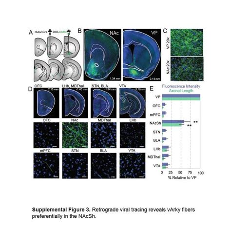 Figure S3 Retrograde Viral Tracing Reveals Varky Fibers Preferentially