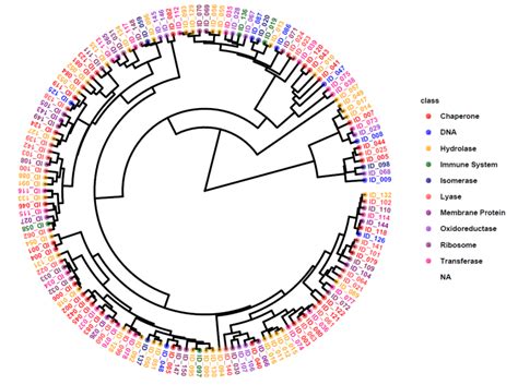 Circular Dendrogram Categorical Classification Phyo Phyo Kyaw Zin