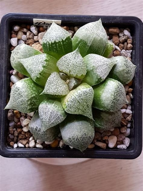 Pin By 가야인 이춘재 On Haworthia Of Mines Small Succulent Plants Planting
