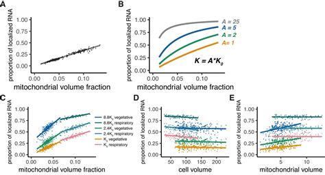 Figures And Data In Mitochondrial Volume Fraction And Translation