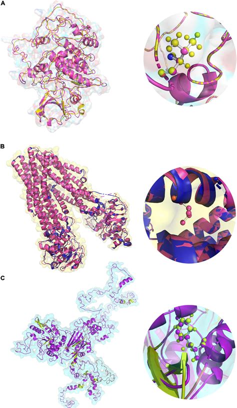 Frontiers Complex Inheritance Of Rare Missense Variants In Pak2 Tap2