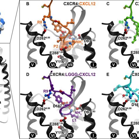 Predicted Binding Modes Of Cxcl12 And Its Antagonist Variants To Cxcr4