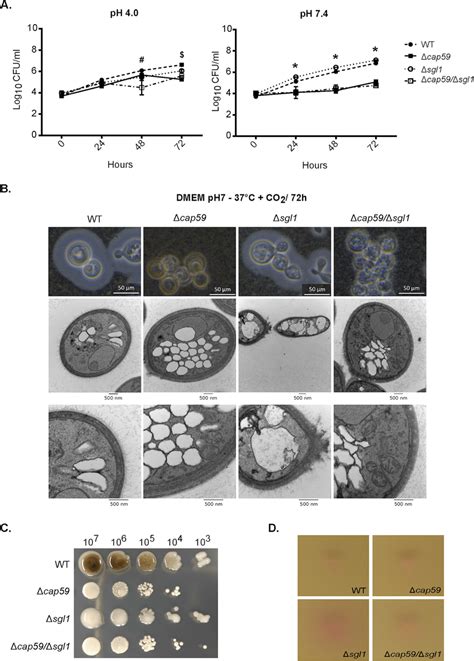 The Double Mutant Δcap59 Δsgl1 Displayed Characteristics Similar To