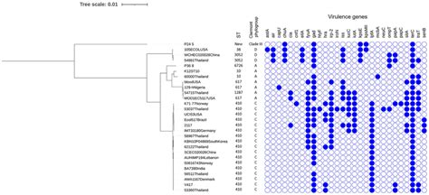 Phylogenetic Tree Based On Single Nucleotide Polymorphisms Snp Using