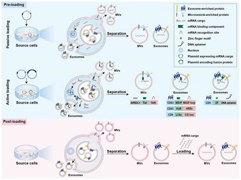 Exosomes For Mrna Delivery Creative Biostructure