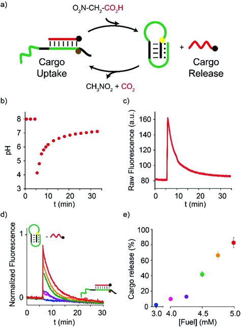 Dissipative Release Uptake Cycles Of A Dna Cargo Strand From A
