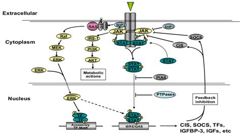 The Jak Stat Signalling System The Gh Receptor Download Scientific